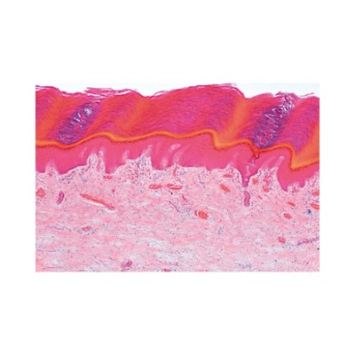 3B Scientific Human Histology Slides | Health and Care